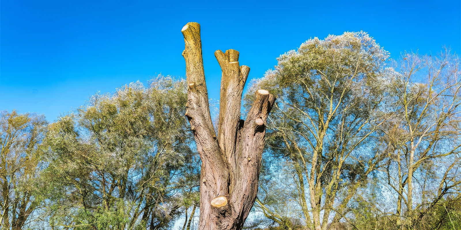 The Outdated Practice of Tree Topping - Bemus Landscape